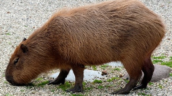 Capibara | taleoi.com