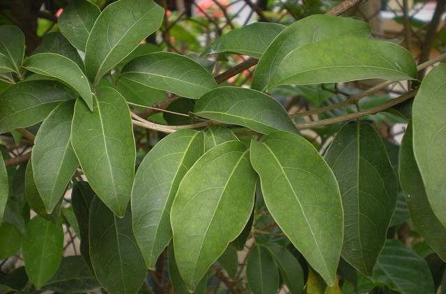 Ajo Sacha | taleoi.com